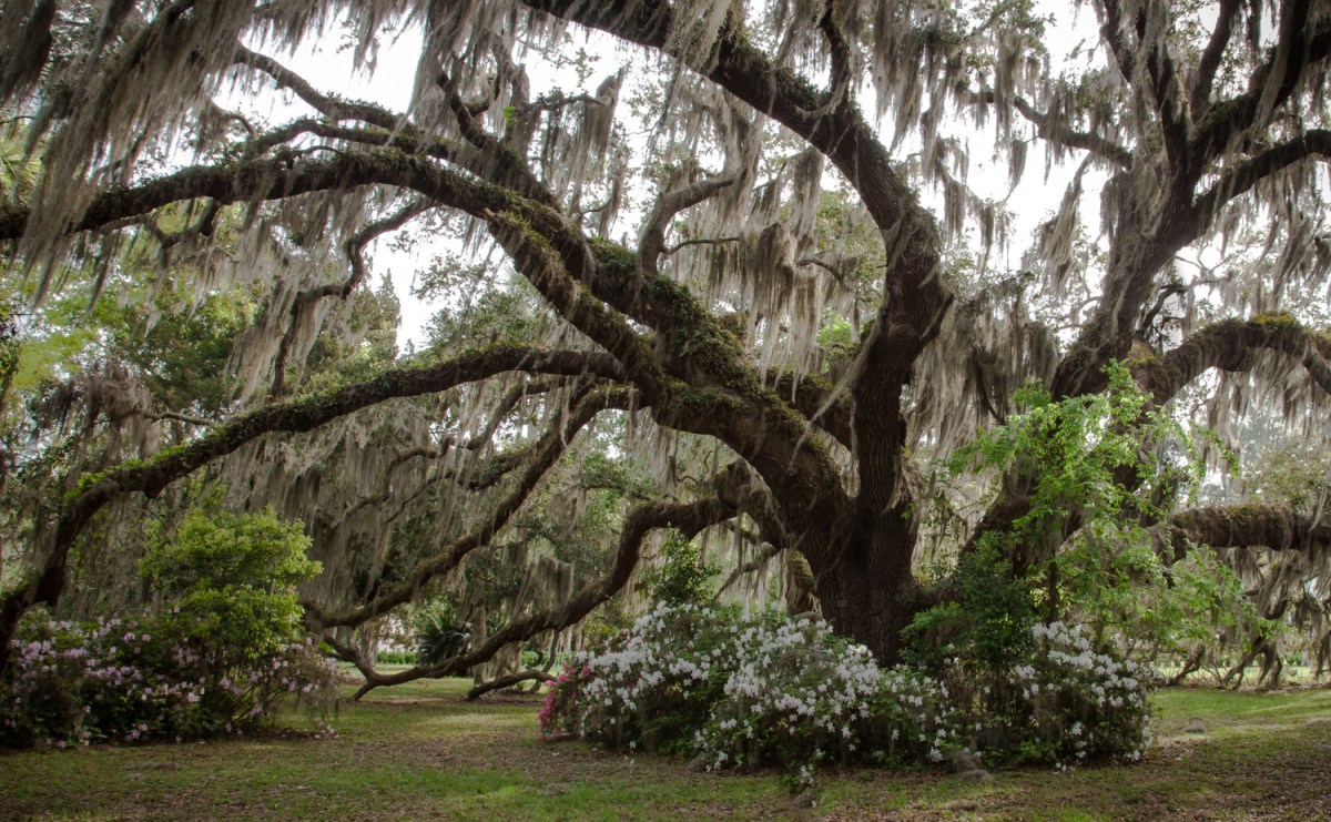 Choosing the Right Tree – Patches of Light, Pieces of Grace